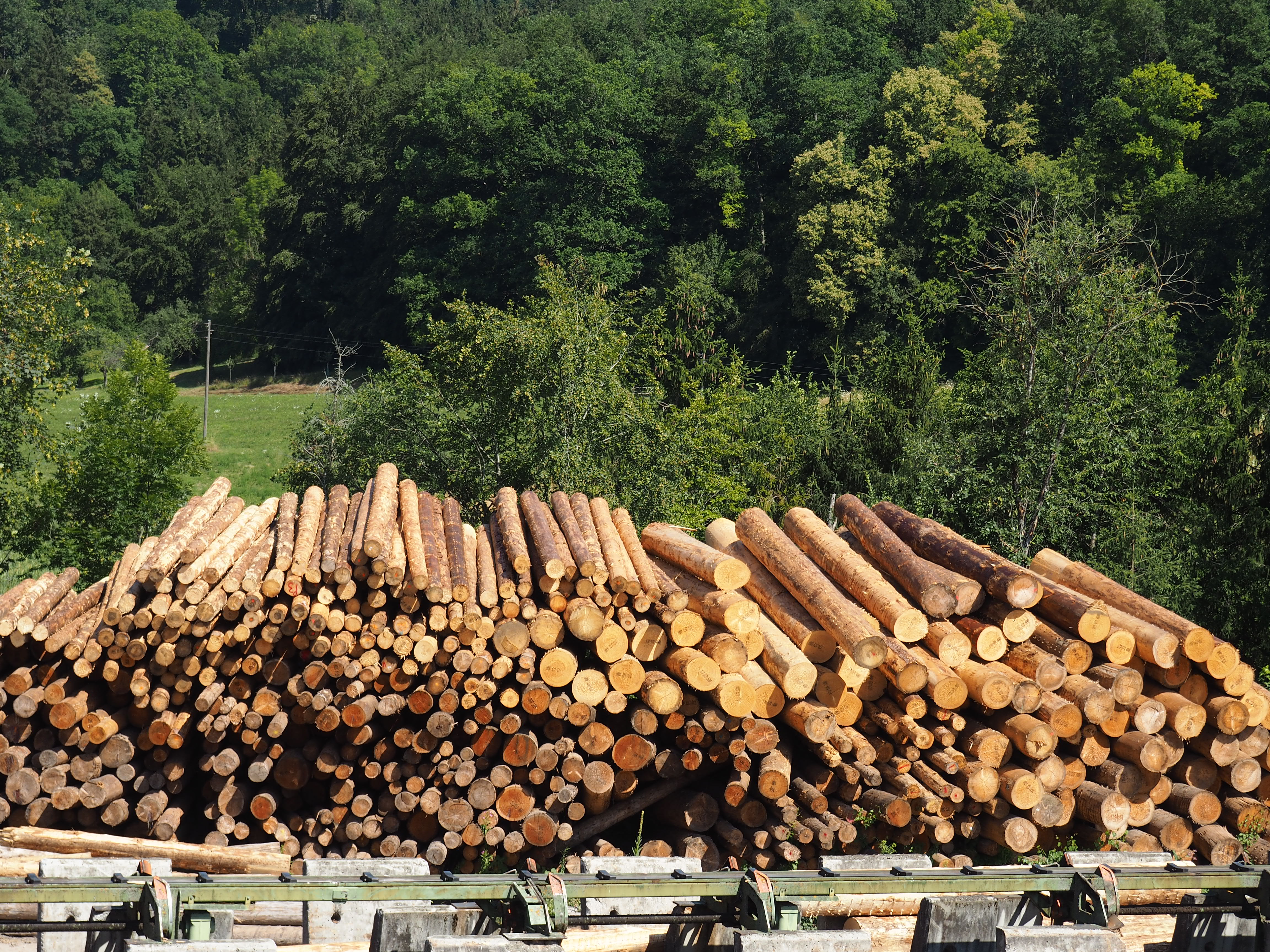 Holz – der Rohstoff der Zukunft – Rothmund Holz